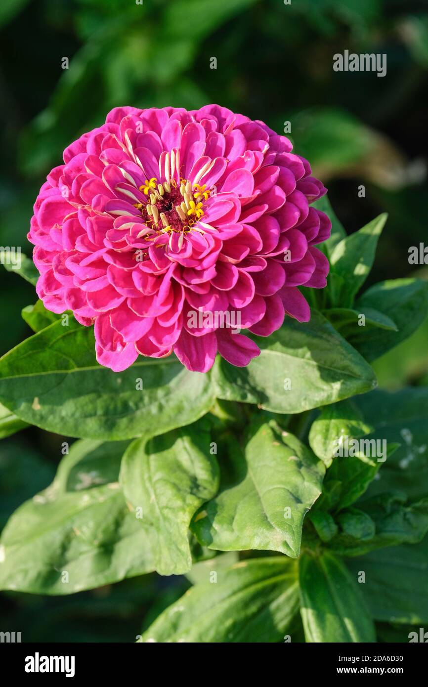 Pinkish-purple, fully double flowers of Zinnia 'Purple Prince'. Zinnia ...