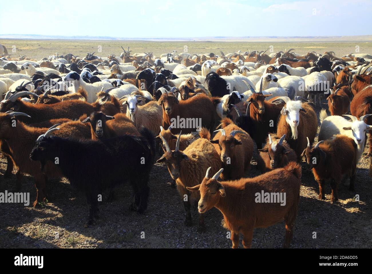 Mongolian Sheep Herders High Resolution Stock Photography and Images ...