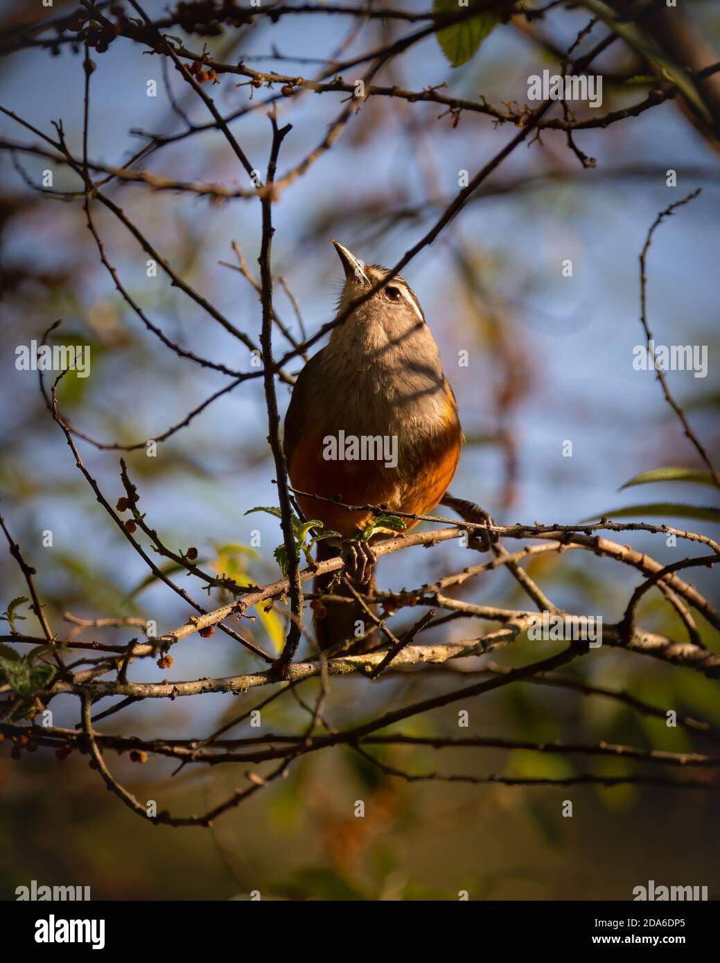 A Palani Laughingthrush (Montecincla fairbanki), is partially lit-up by ...