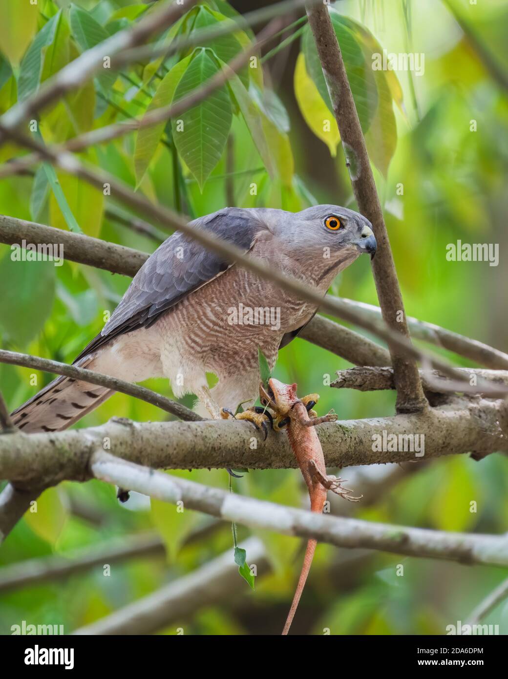 Lizard on a tree kerala hi-res stock photography and images - Alamy