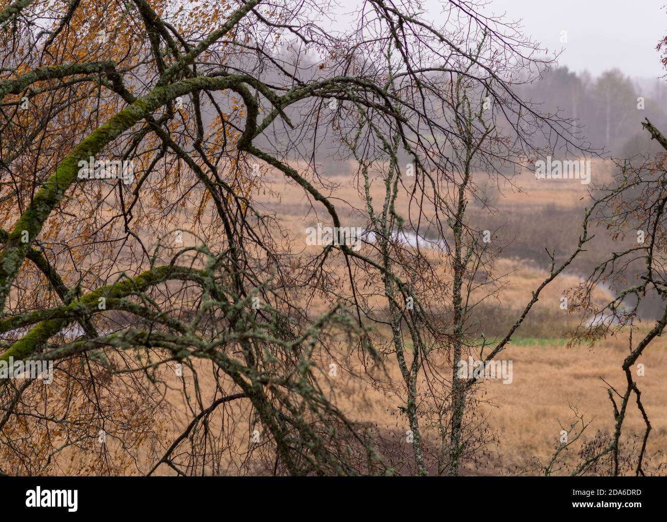 tree branches overgrown with moss and lichens, autumn landscape Stock ...