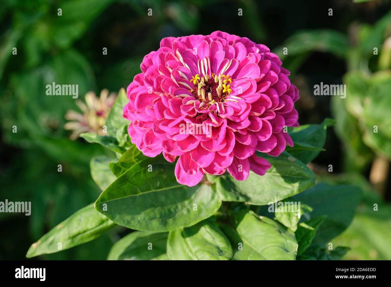 Pinkish-purple, fully double flowers of Zinnia 'Purple Prince'. Zinnia ...