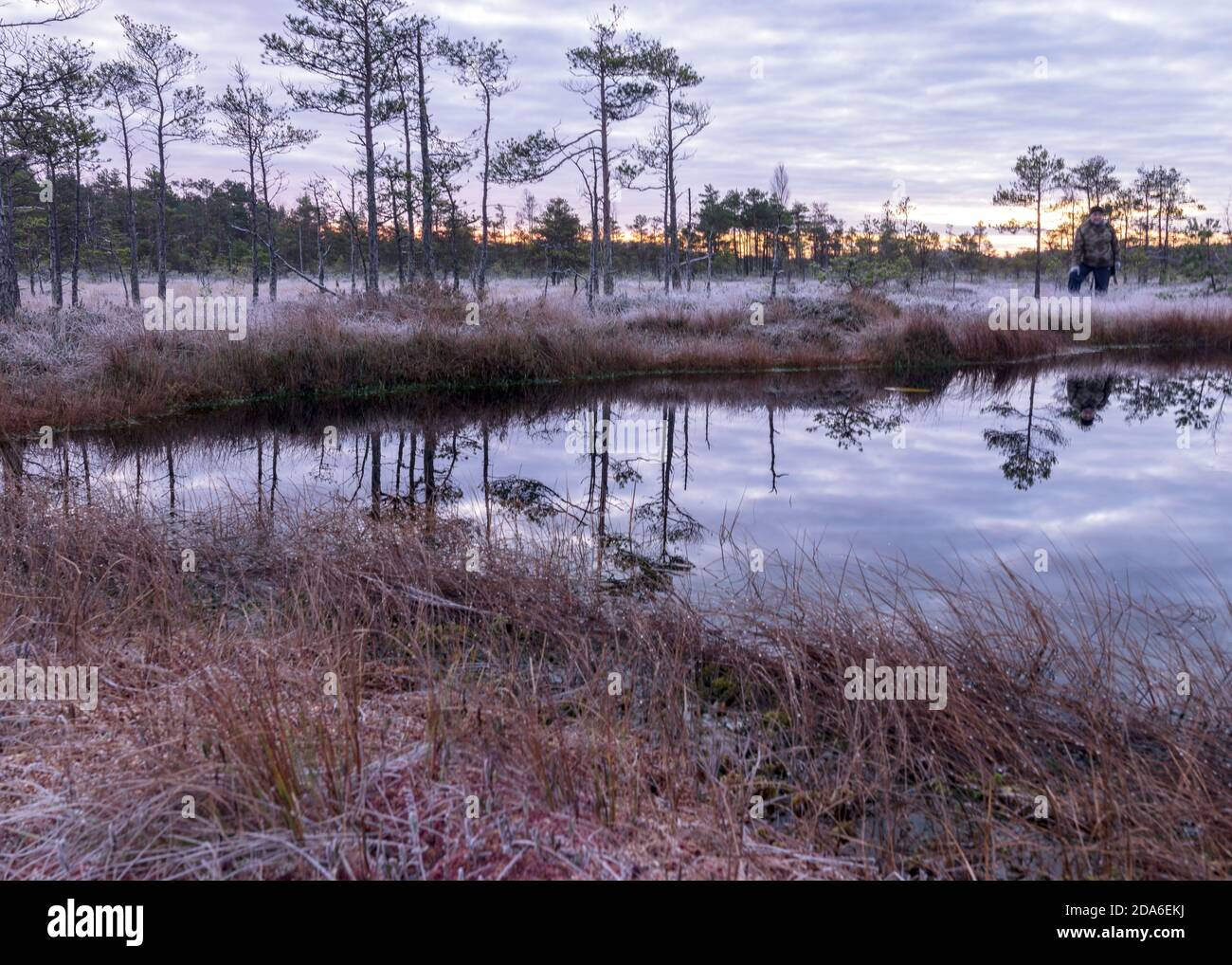 colorful sunrise over bog, dusk hour, dark swamp tree silhouettes ...