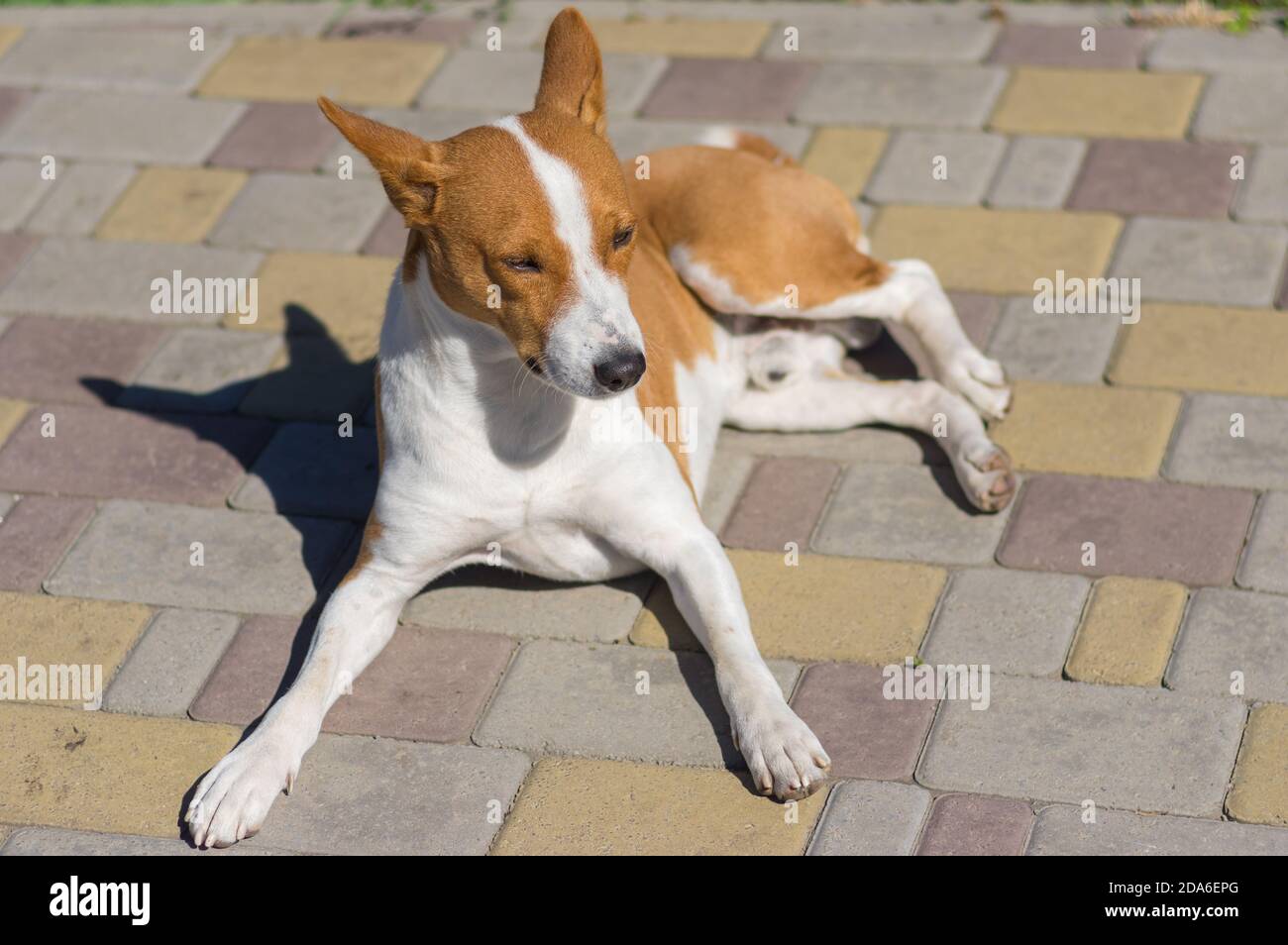 Full body portrait of Basenji dog lying on a pavement under autumnal ...