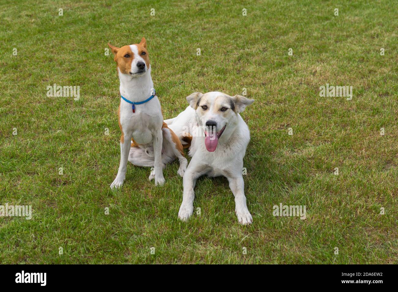 Proud mature basenji dog and its younger mixed breed one resting ...