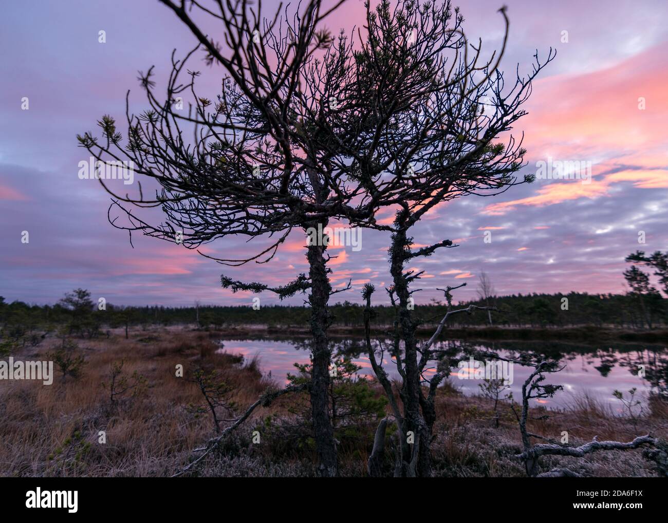 colorful sunrise over bog, dusk hour, dark swamp tree silhouettes ...