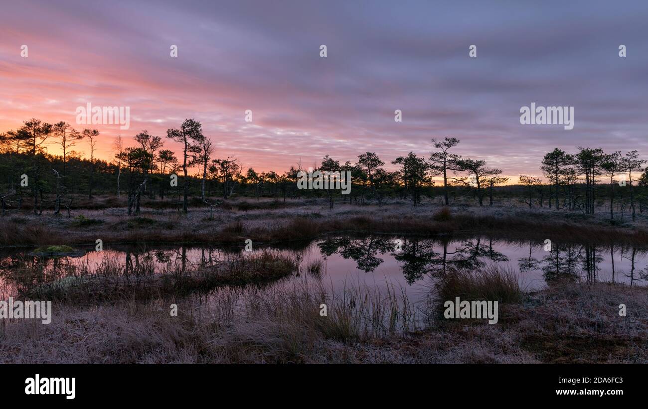 Swamp At Dusk
