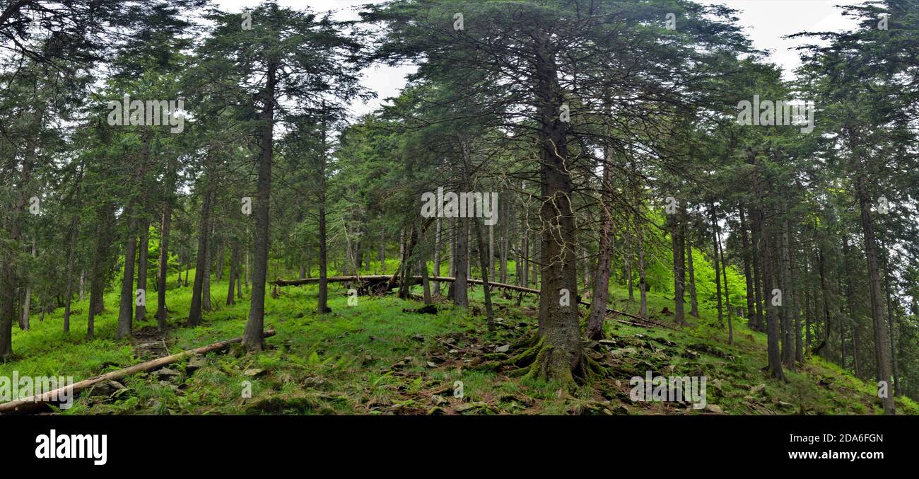 Fish-eye view of a forest Stock Photo - Alamy