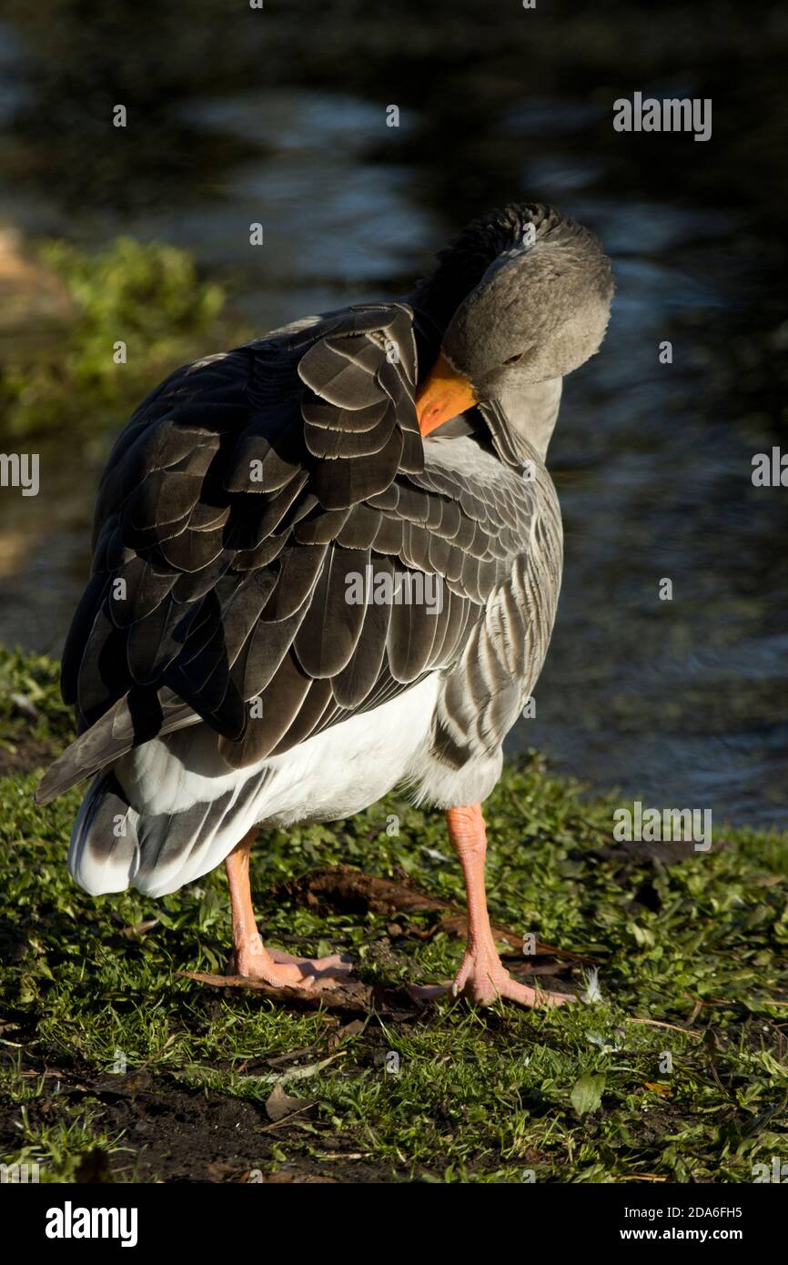 Ancestor of domestic goose hi-res stock photography and images - Alamy