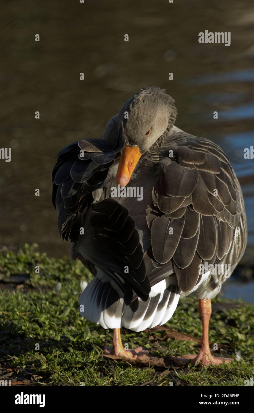 Thought to be the ancestral domestic Goose, local populations are ...