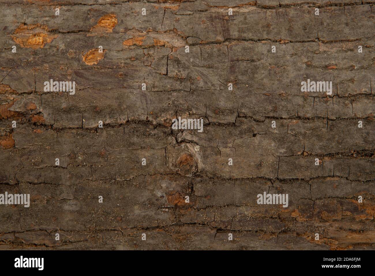 Wood texture - top view and close-up of the bark of a tree with large ...