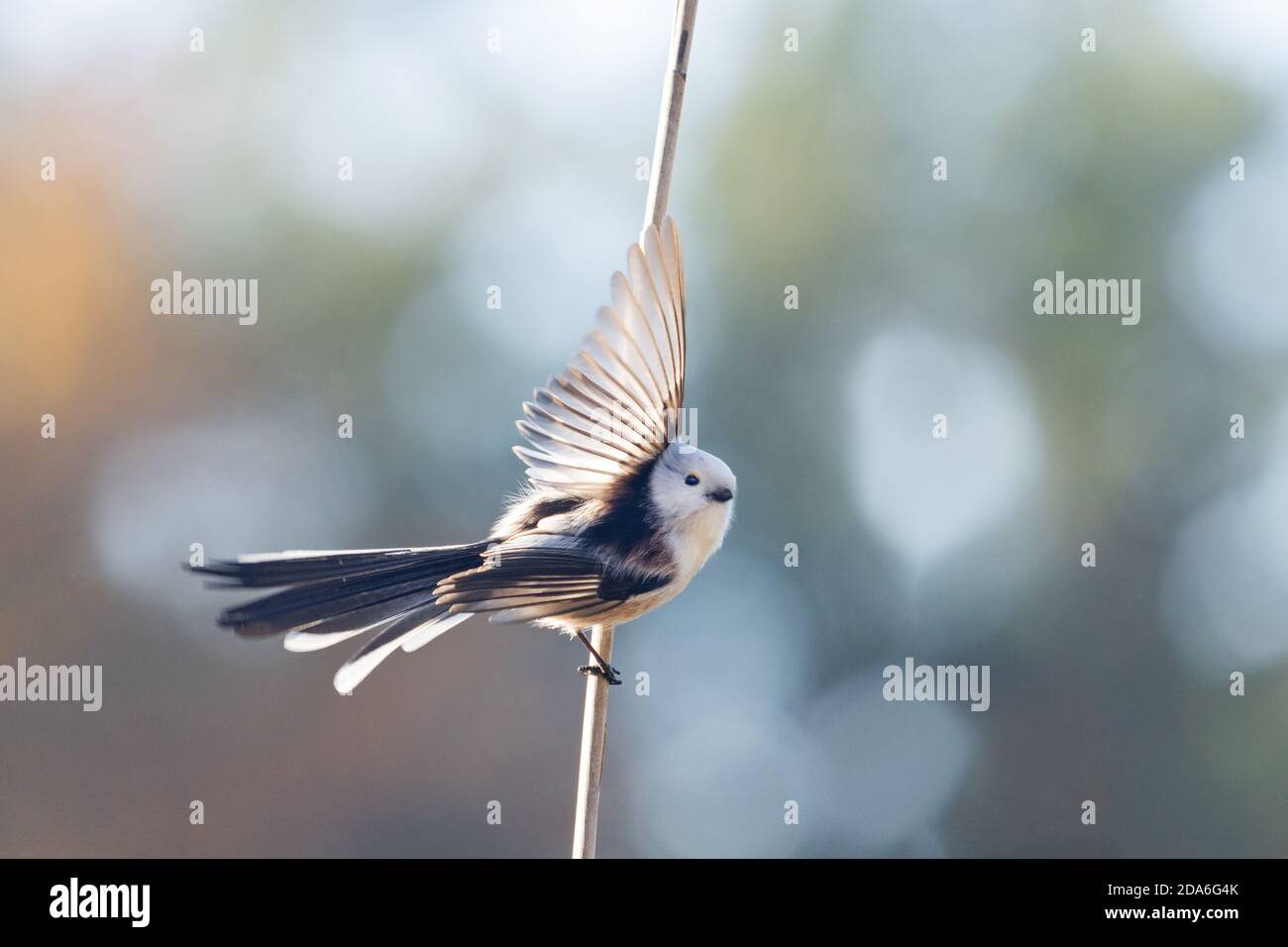beautiful long-tailed tit bird flaps its wing Stock Photo - Alamy
