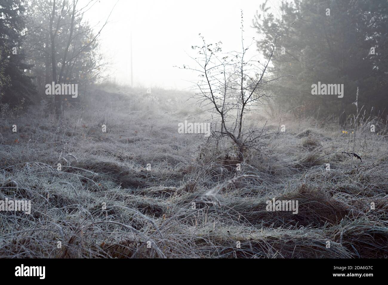The first frost. Defocused blurred first frost grass and trees ...