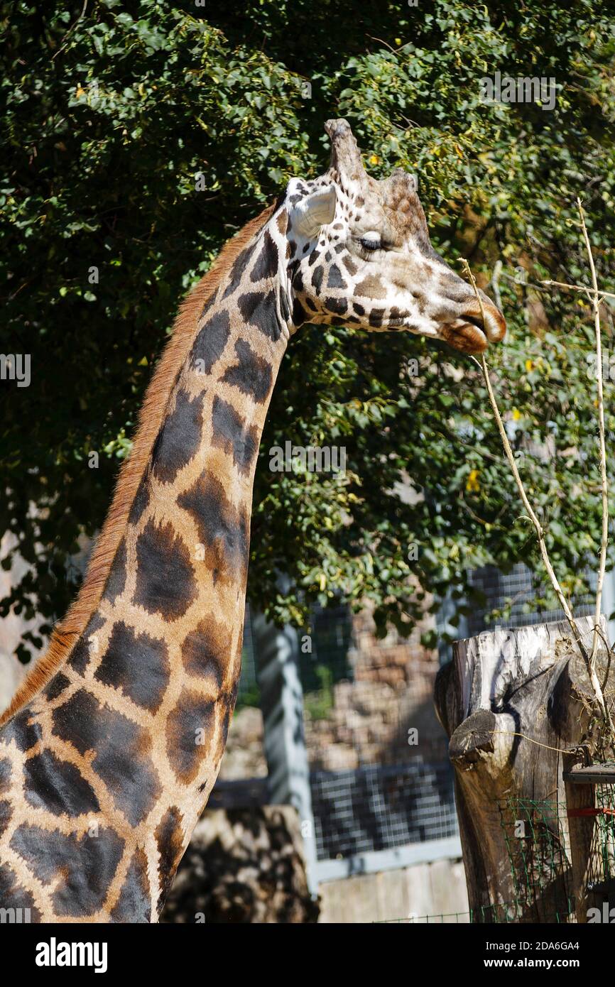 Vertical low angle shot of a giraffe at a zoo Stock Photo - Alamy