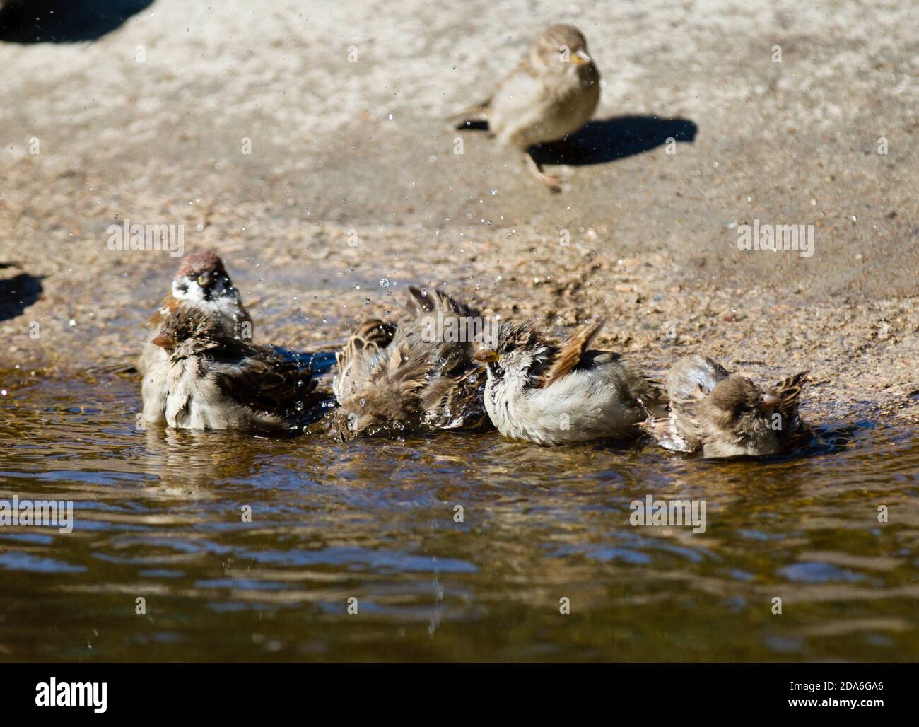 Closeup shots of birds swimming in the water Stock Photo - Alamy