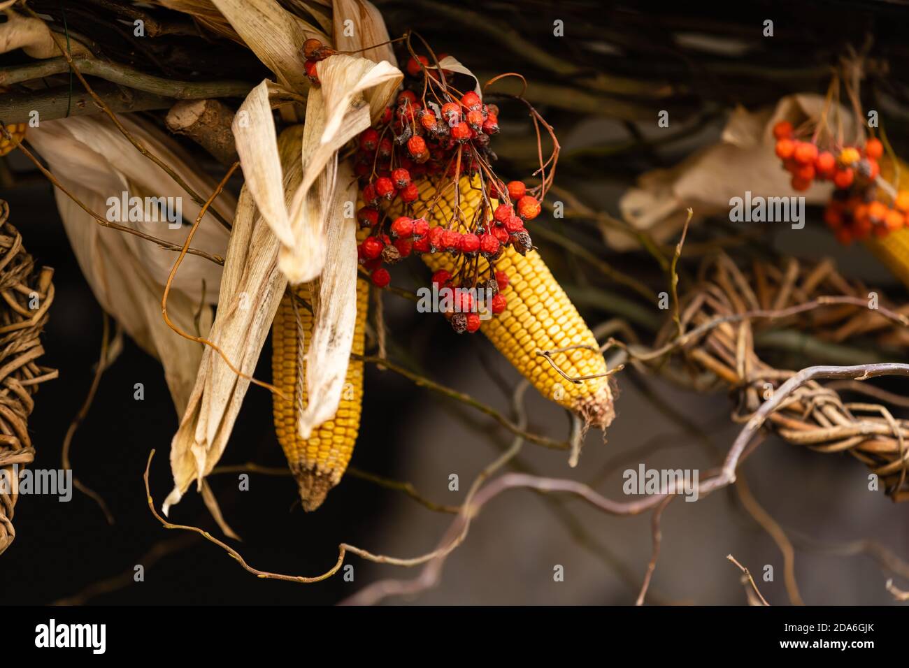 Ripe yellow corn stover hi-res stock photography and images - Alamy