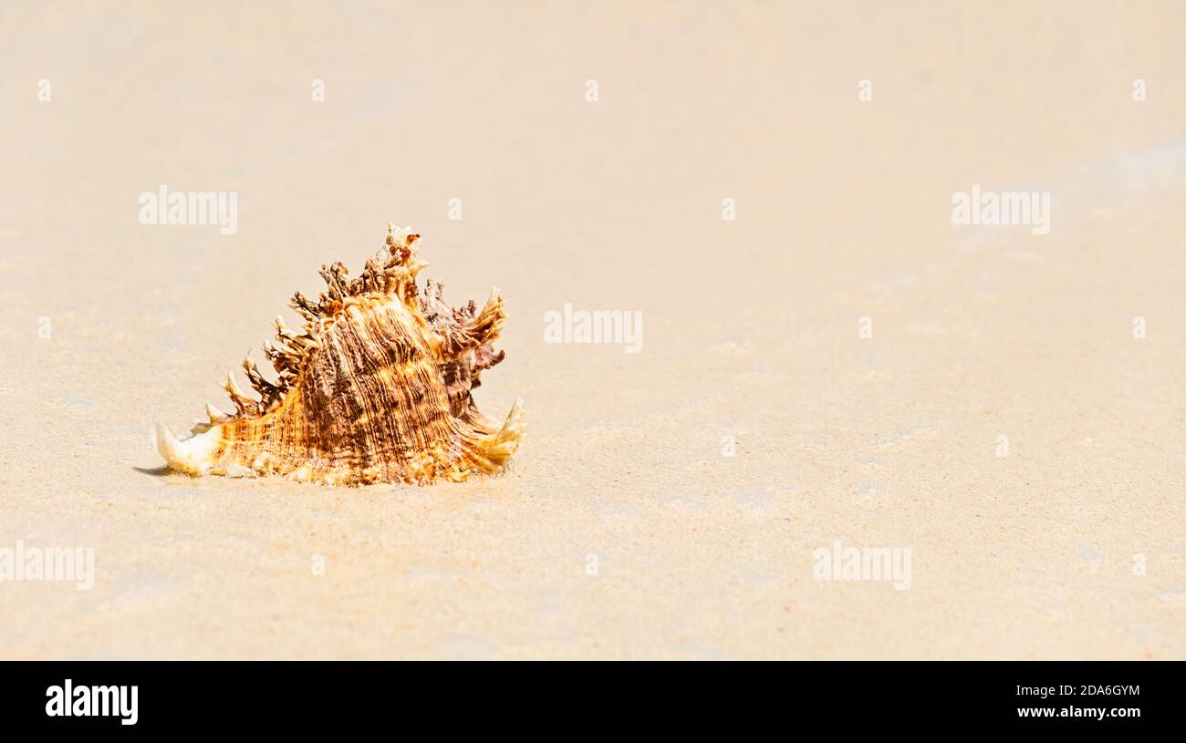 Single brown seashell on beach shore at sunny day, natural background ...