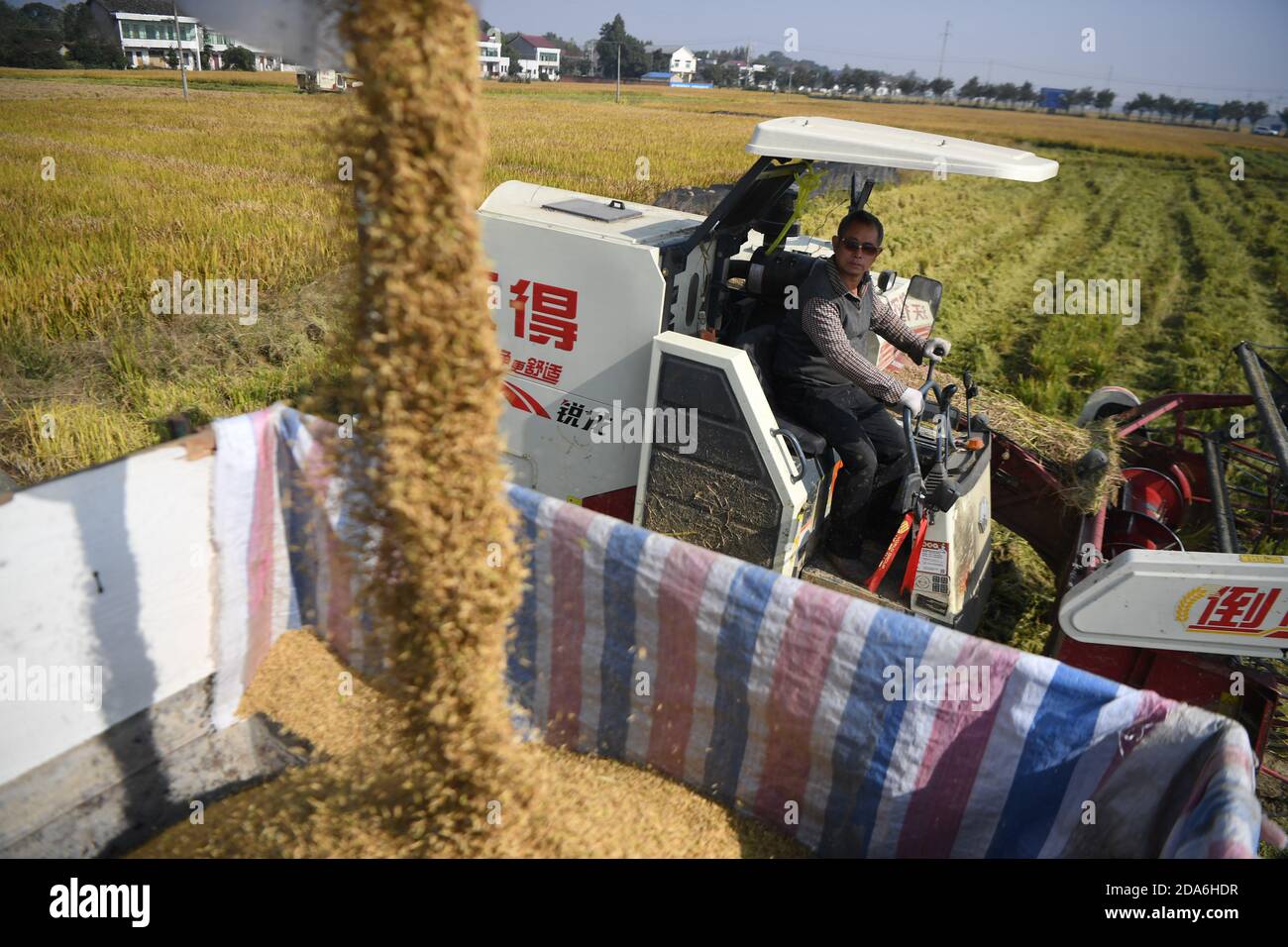 Yiyang, China's Hunan Province. 10th Nov, 2020. A farmer loads newly ...