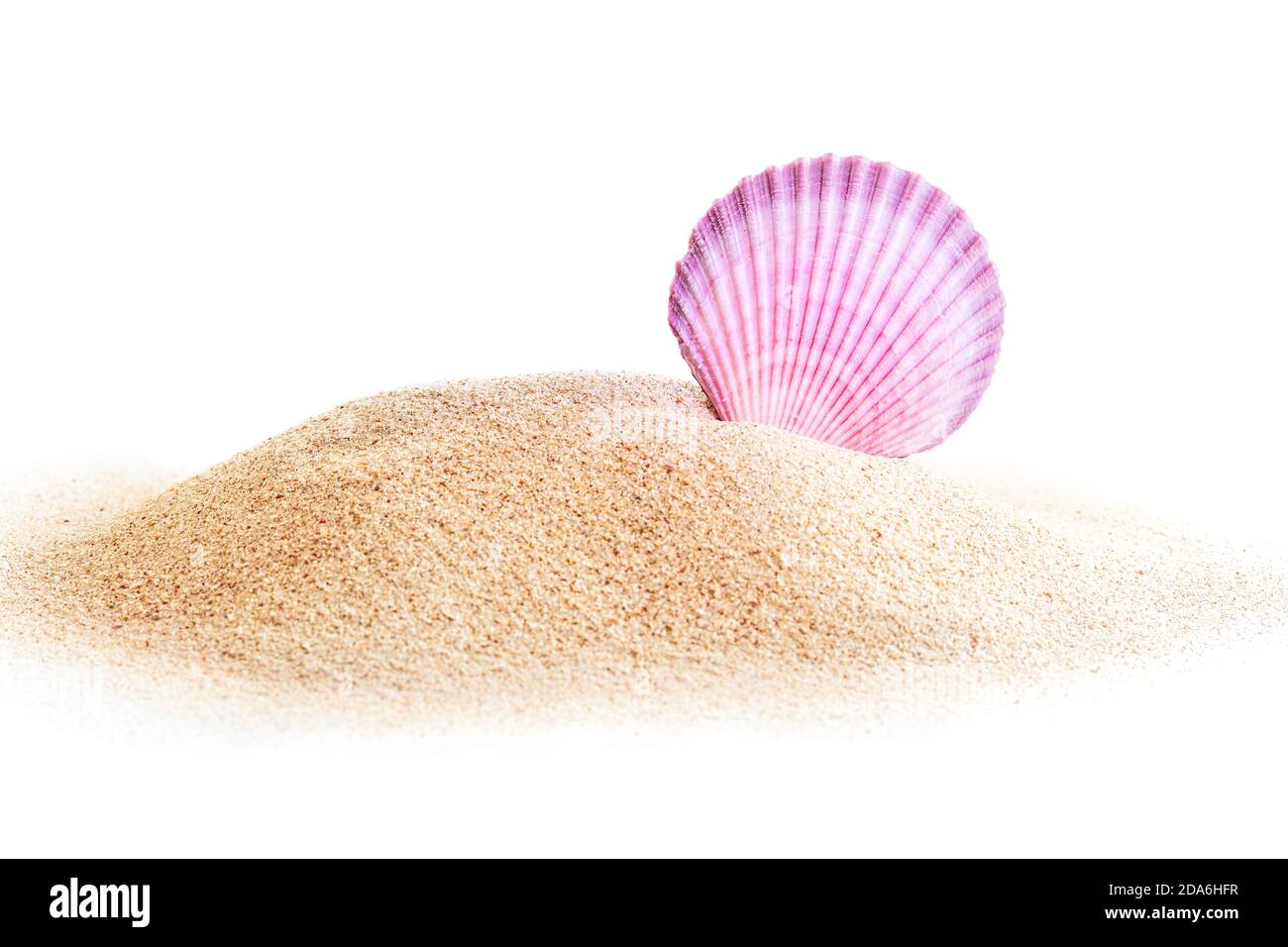Pink purple Sea shell in sand pile isolated on white background Stock ...