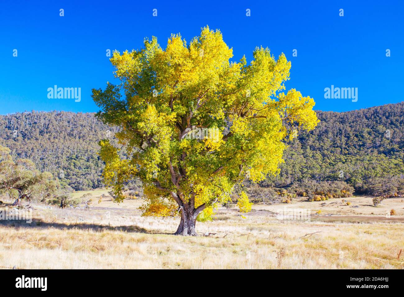Snowy Mountains Landscape in Australia Stock Photo - Alamy