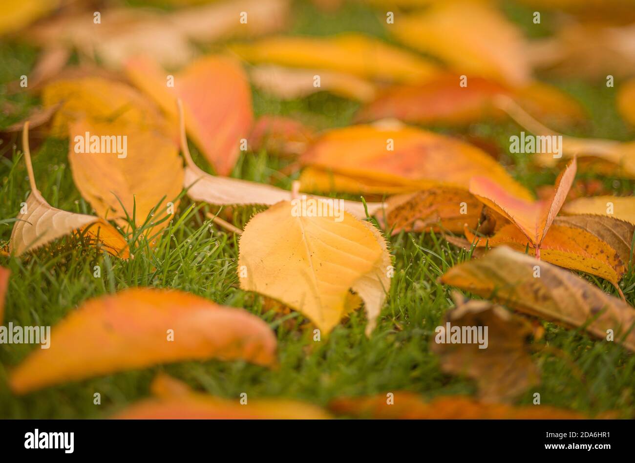 Stunning autumnal colours on display at at misty Lister Park in ...