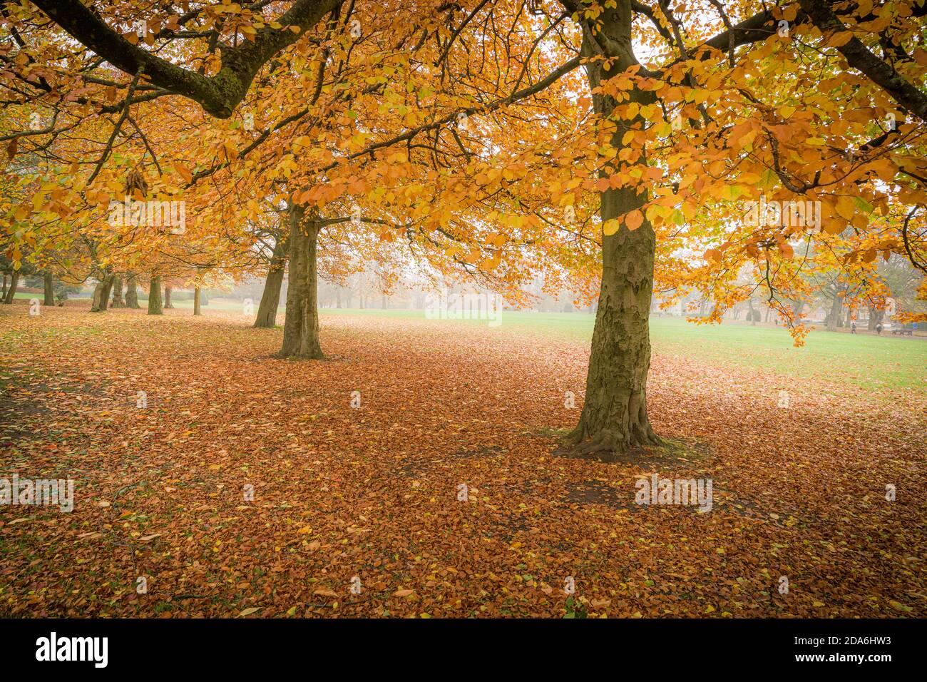 Stunning autumnal colours on display at at misty Lister Park in ...