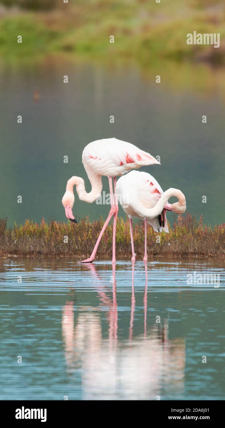 pink flamingo in lake, migratory birds resting Stock Photo - Alamy