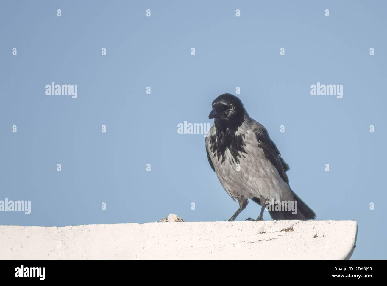 Portrait of a carrion bird perched on the roof Stock Photo - Alamy