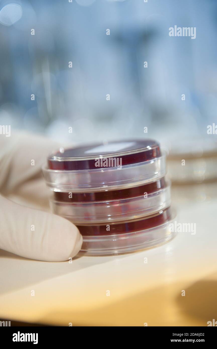 laboratory tests for viruses and bacteria Stock Photo - Alamy