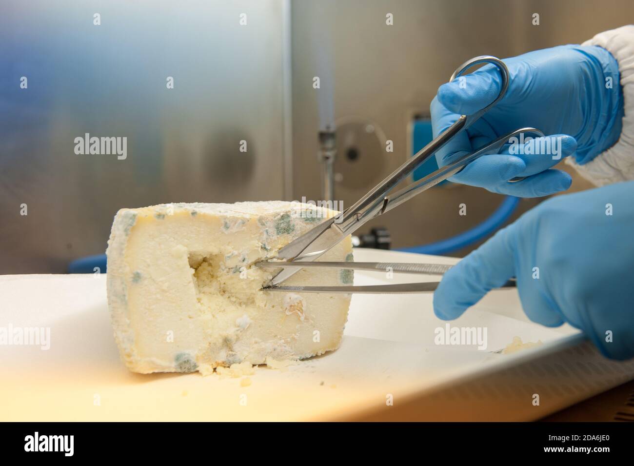 Laboratory tests viruses bacteria hi-res stock photography and images ...