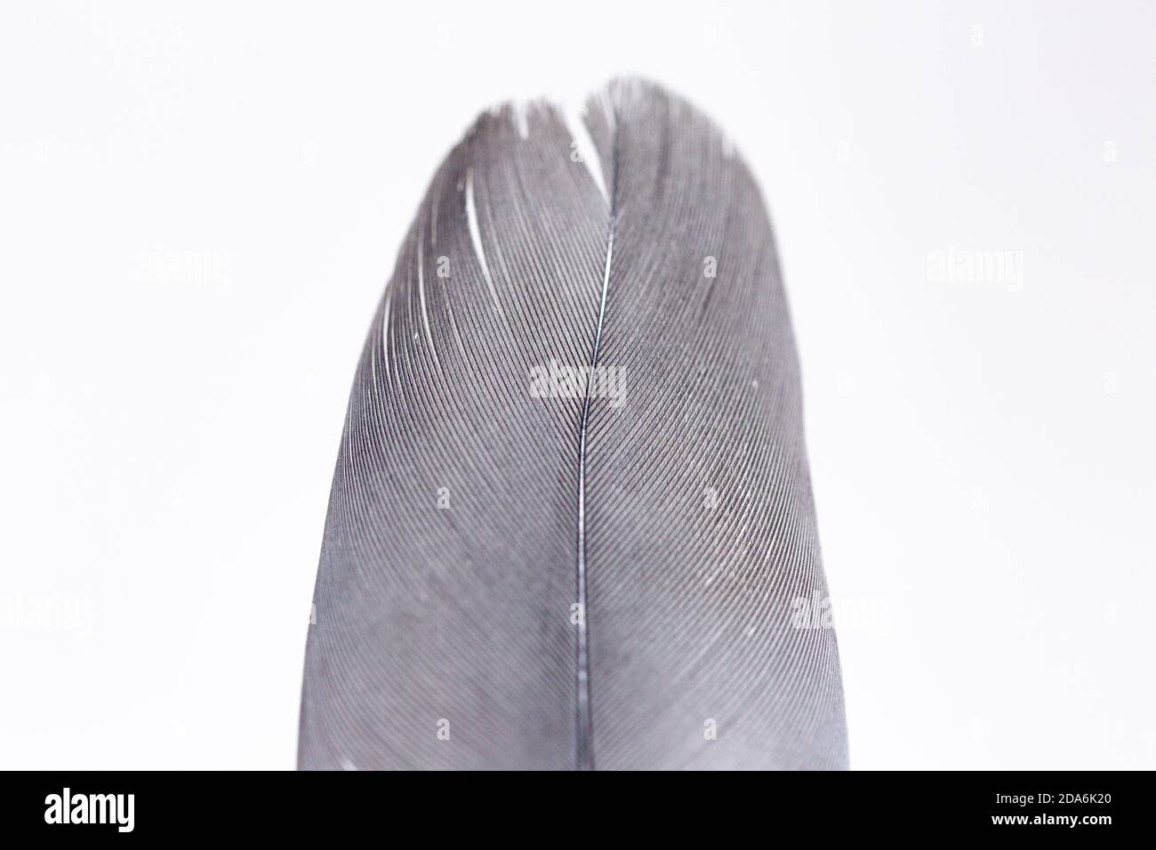 Bird aerodynamics hi-res stock photography and images - Alamy