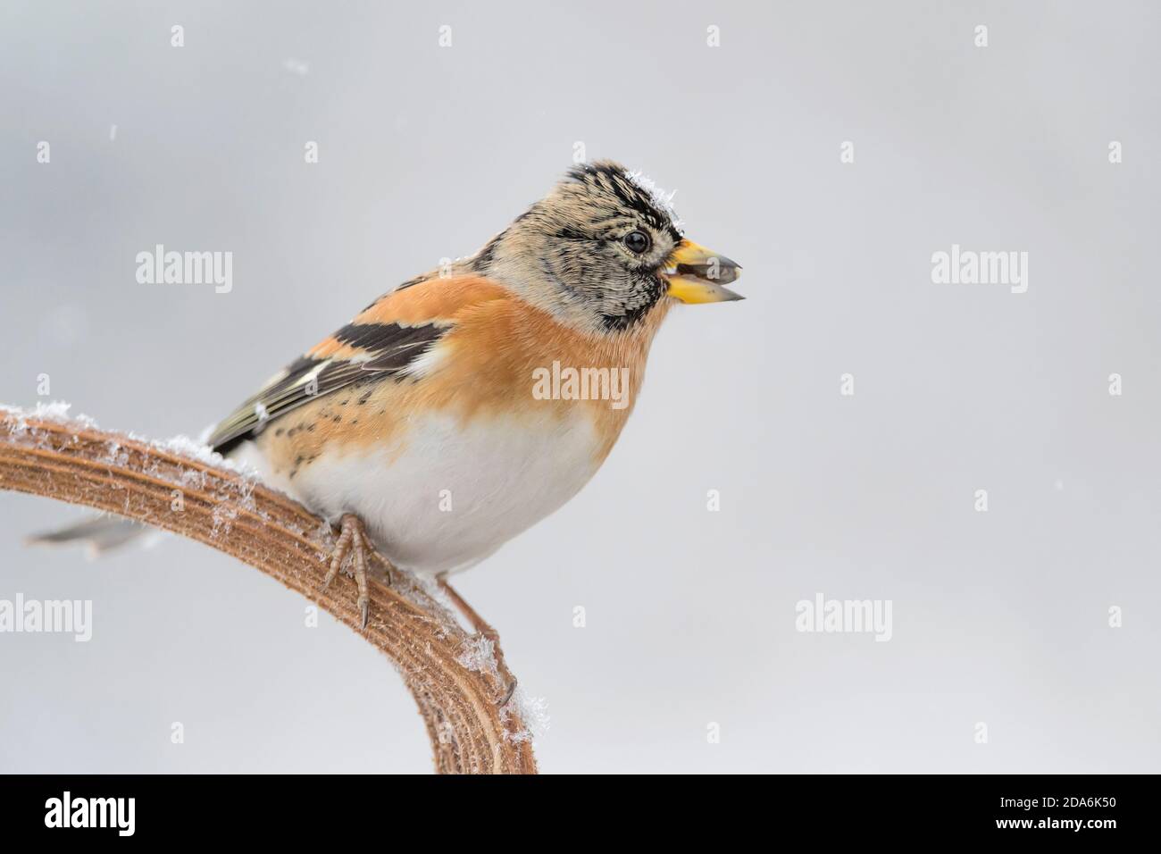 Male brambling in the snow hi-res stock photography and images - Alamy