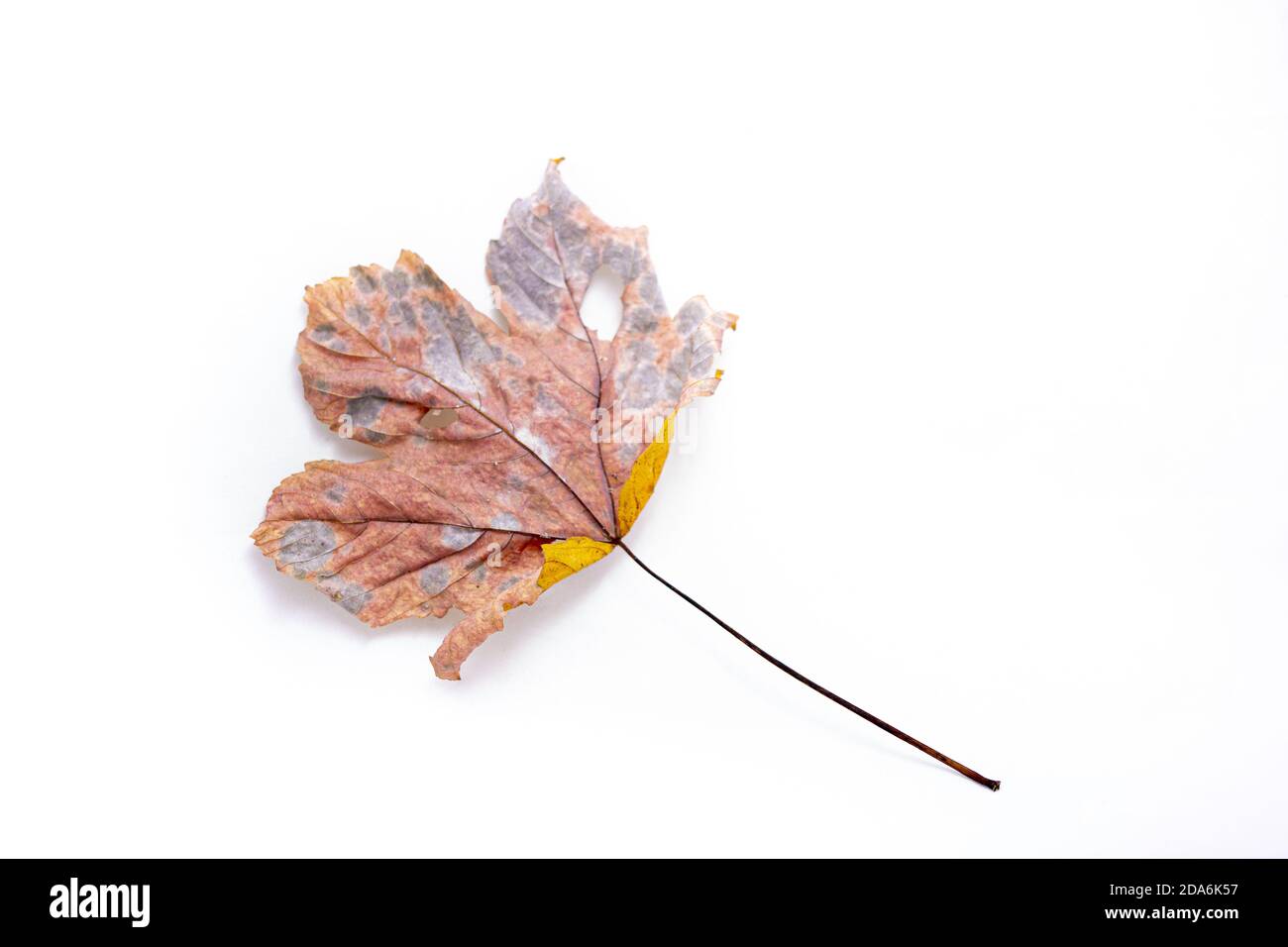 Studio still life of colourful autumn leaf Stock Photo - Alamy