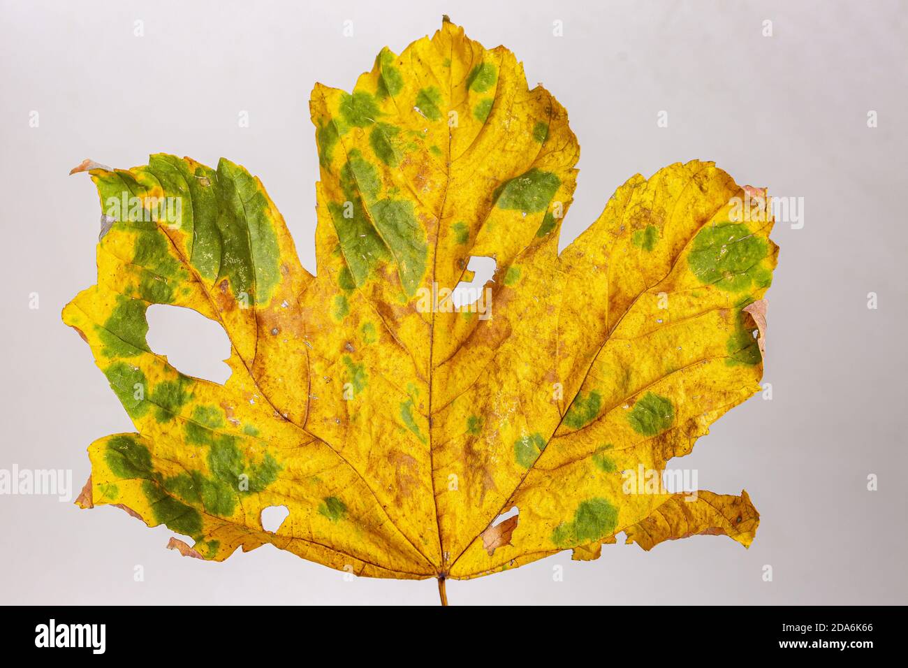 Studio still life of colourful autumn leaf Stock Photo - Alamy