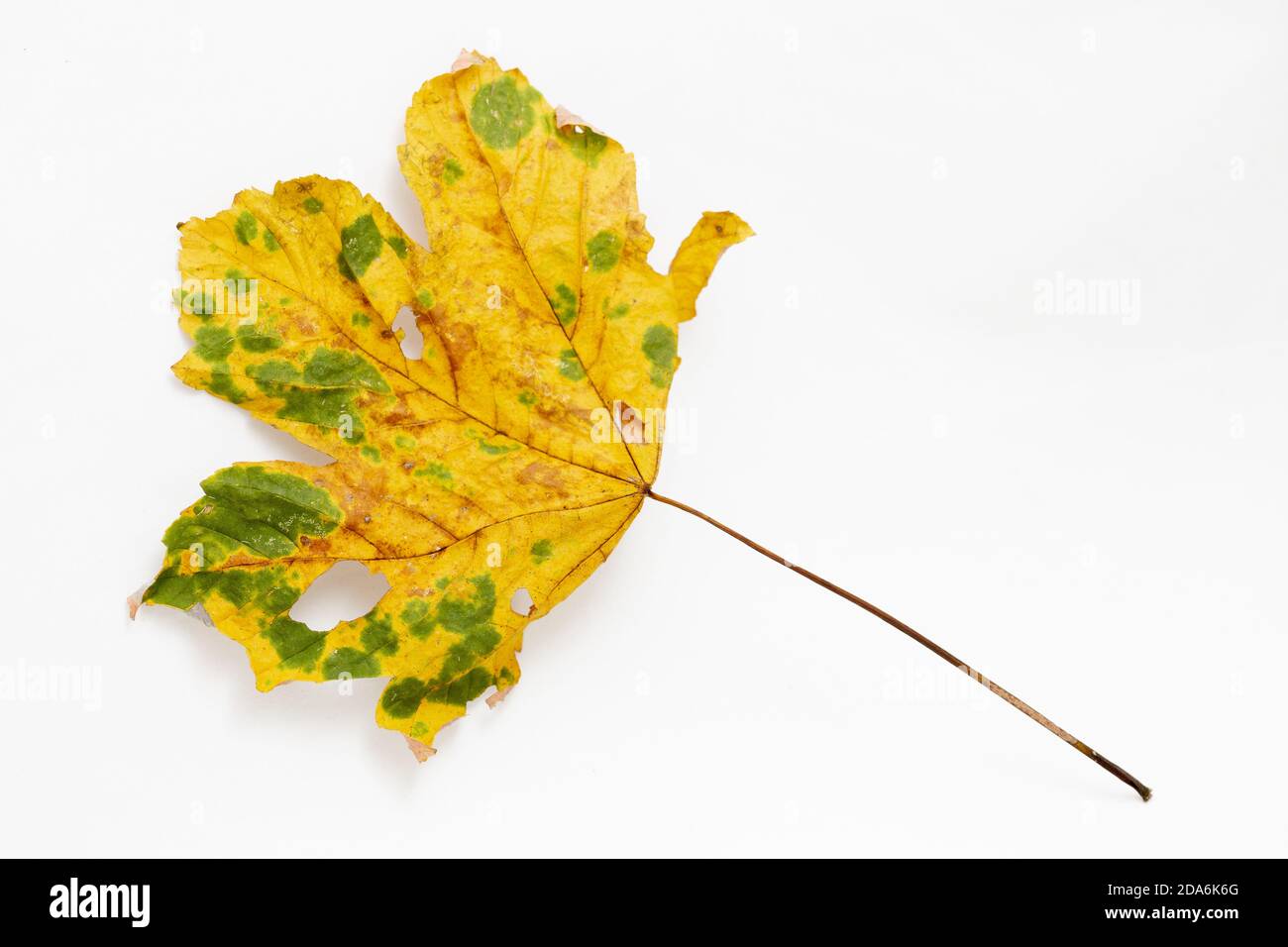 Studio still life of colourful autumn leaf Stock Photo - Alamy
