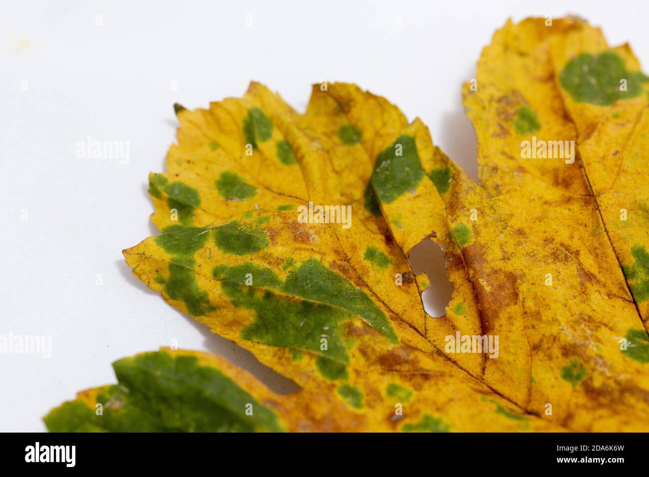 Studio still life of colourful autumn leaf Stock Photo - Alamy