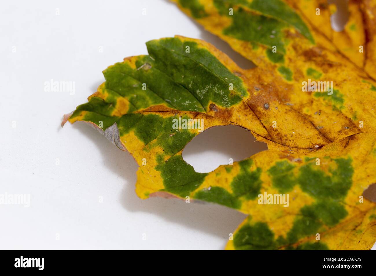 Studio still life of colourful autumn leaf Stock Photo - Alamy