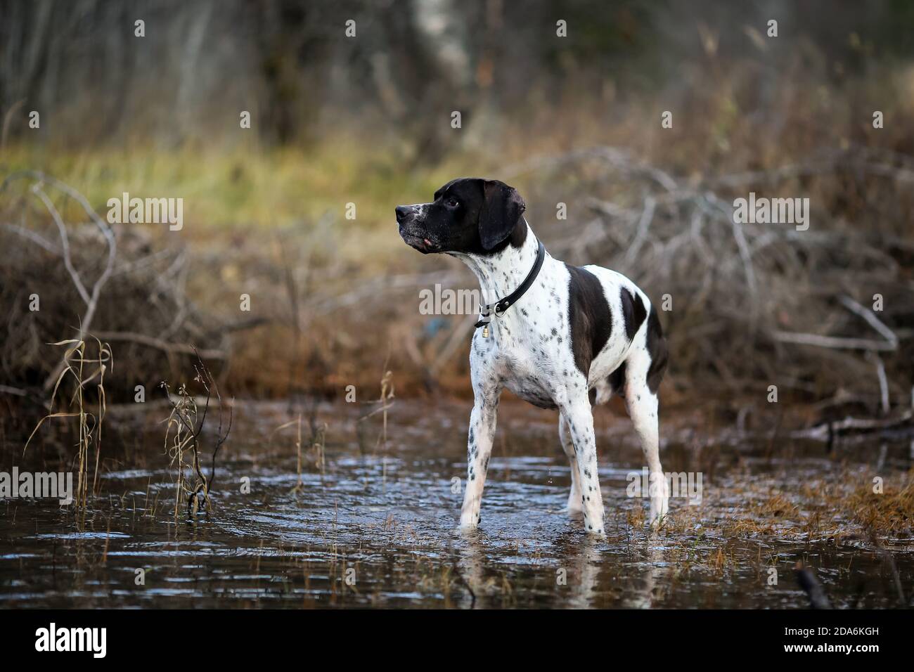 Dog english pointer hunting on the swamp in November Stock Photo - Alamy