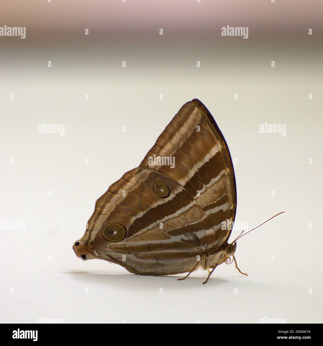Butterfly satyrinae hi-res stock photography and images - Alamy