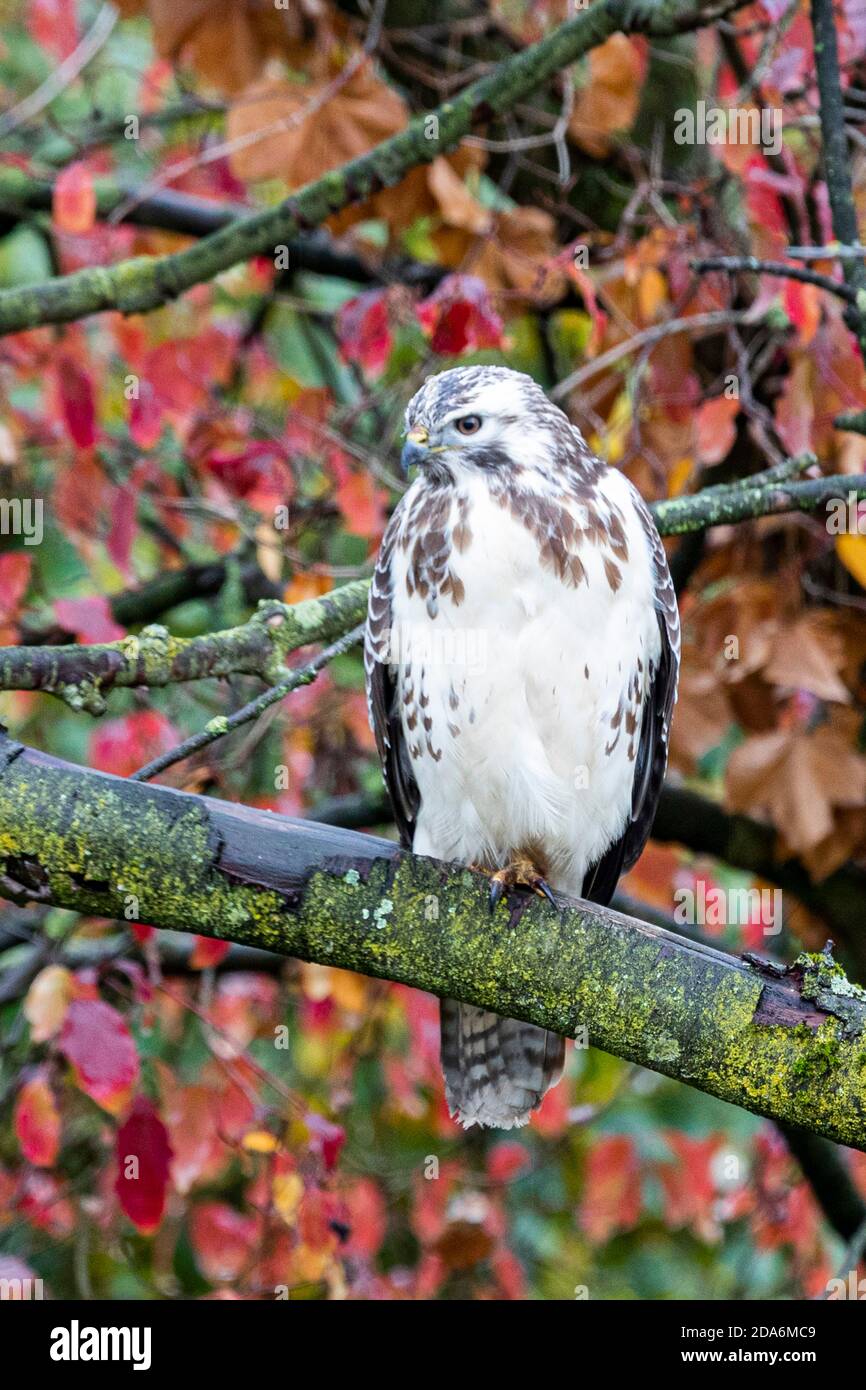 Young buzzard hi-res stock photography and images - Alamy
