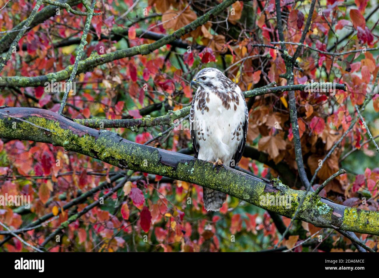 Young buzzard hi-res stock photography and images - Alamy