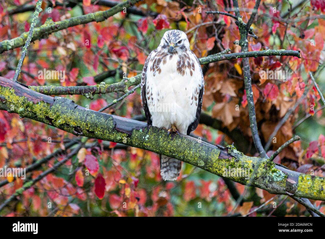 Buzzard with fledgling prey hi-res stock photography and images - Alamy