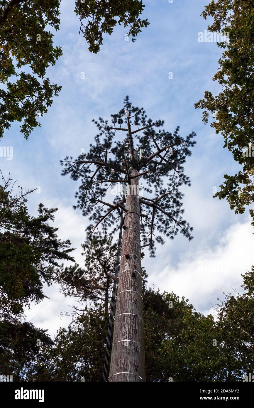 Mobile phone mast disguised as a tree hi-res stock photography and ...