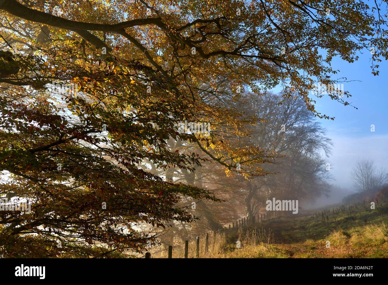 Beech trees line a path on a misty autumn morning in the Scottish ...