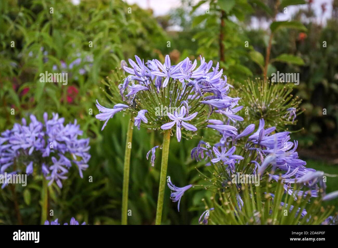 Rose of the nile hi-res stock photography and images - Alamy