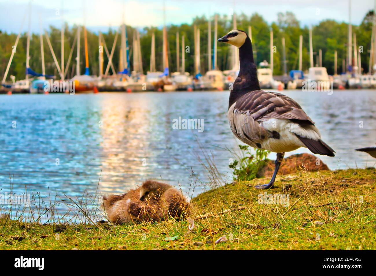 Baby duck with mother in grass near lake. Evening time on the coastline ...