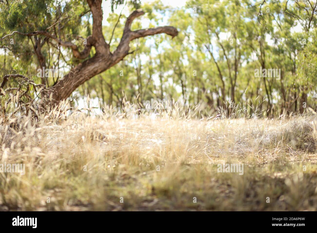 Old farm gates falling over in the countryside Stock Photo - Alamy