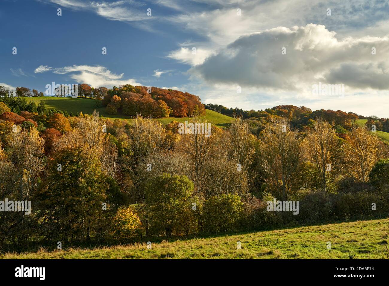 Glorious autumn colours of the trees along the River Tweed near ...