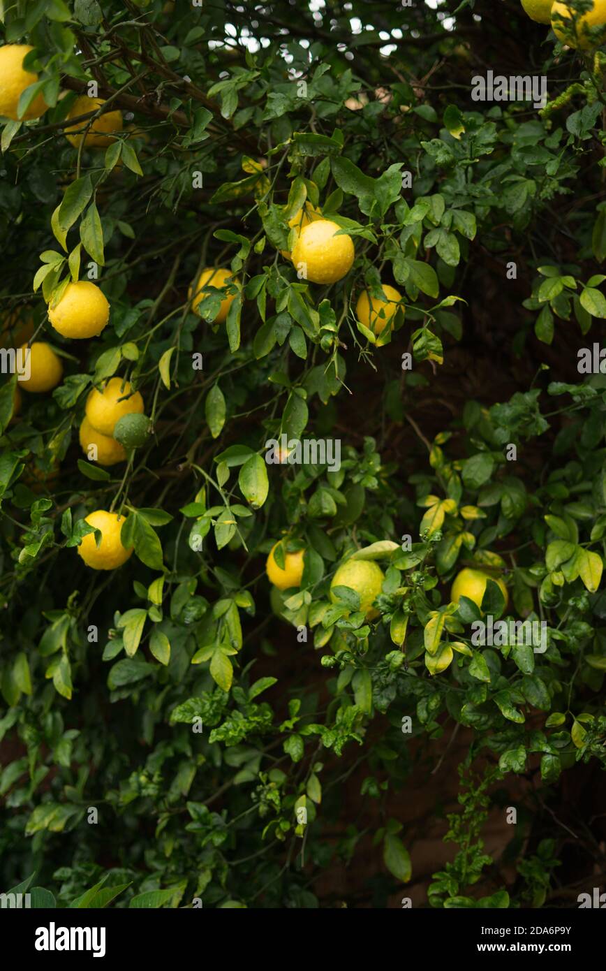 Growing grapefruits hi-res stock photography and images - Alamy