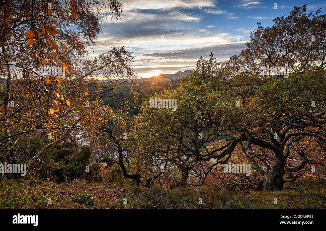 The sun setting behind The Eildon Hill with old oak and birch trees ...